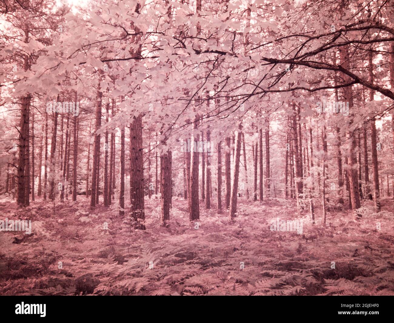 USA, Michigan. The hardwood forest of the Upper Peninsula Stock Photo ...