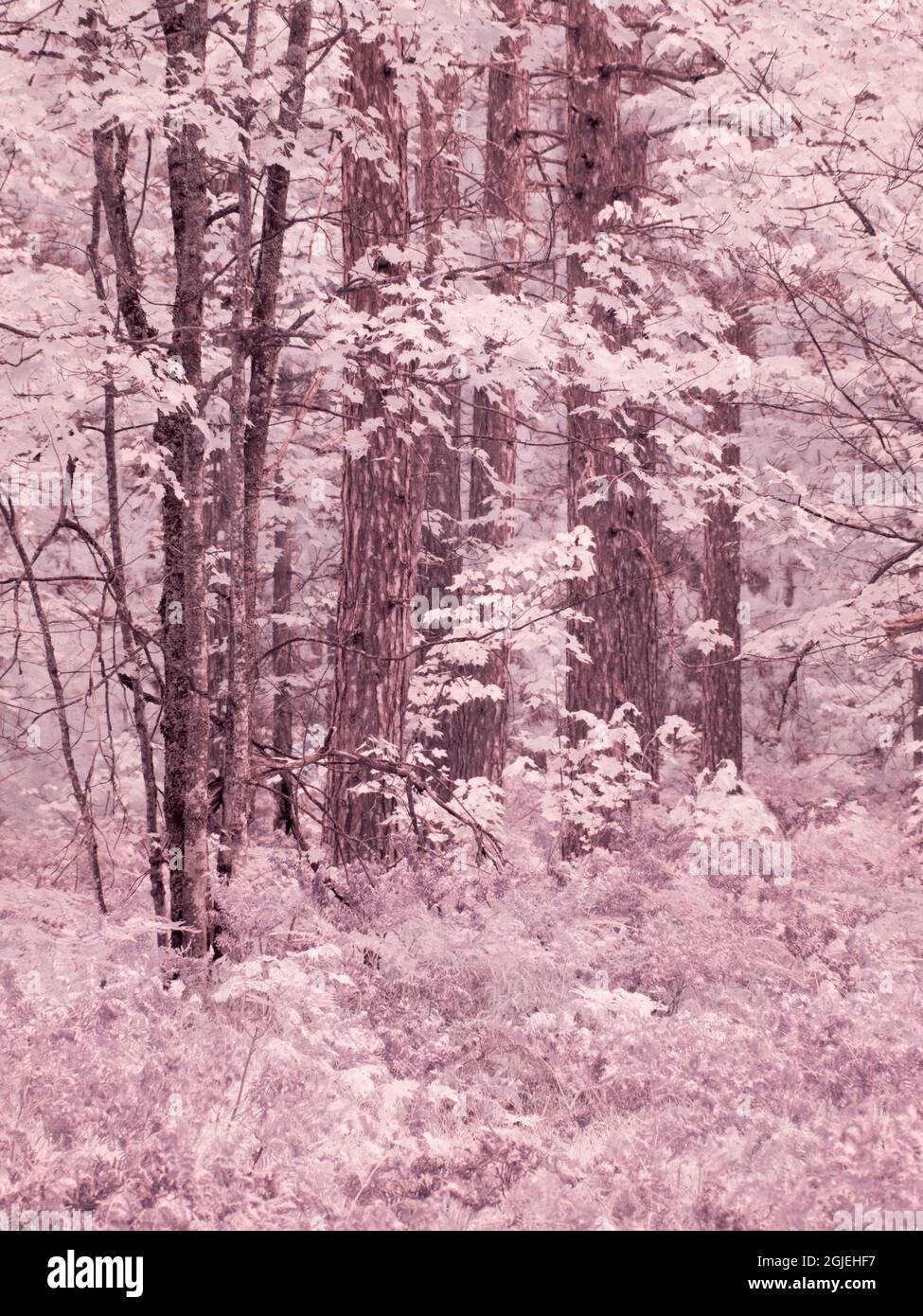 USA, Michigan. The hardwood forest of the Upper Peninsula Stock Photo ...
