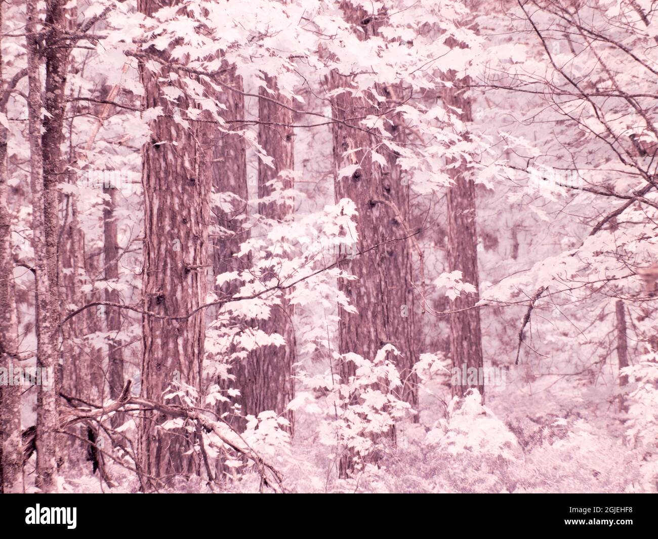 USA, Michigan. The hardwood forest of the Upper Peninsula Stock Photo ...