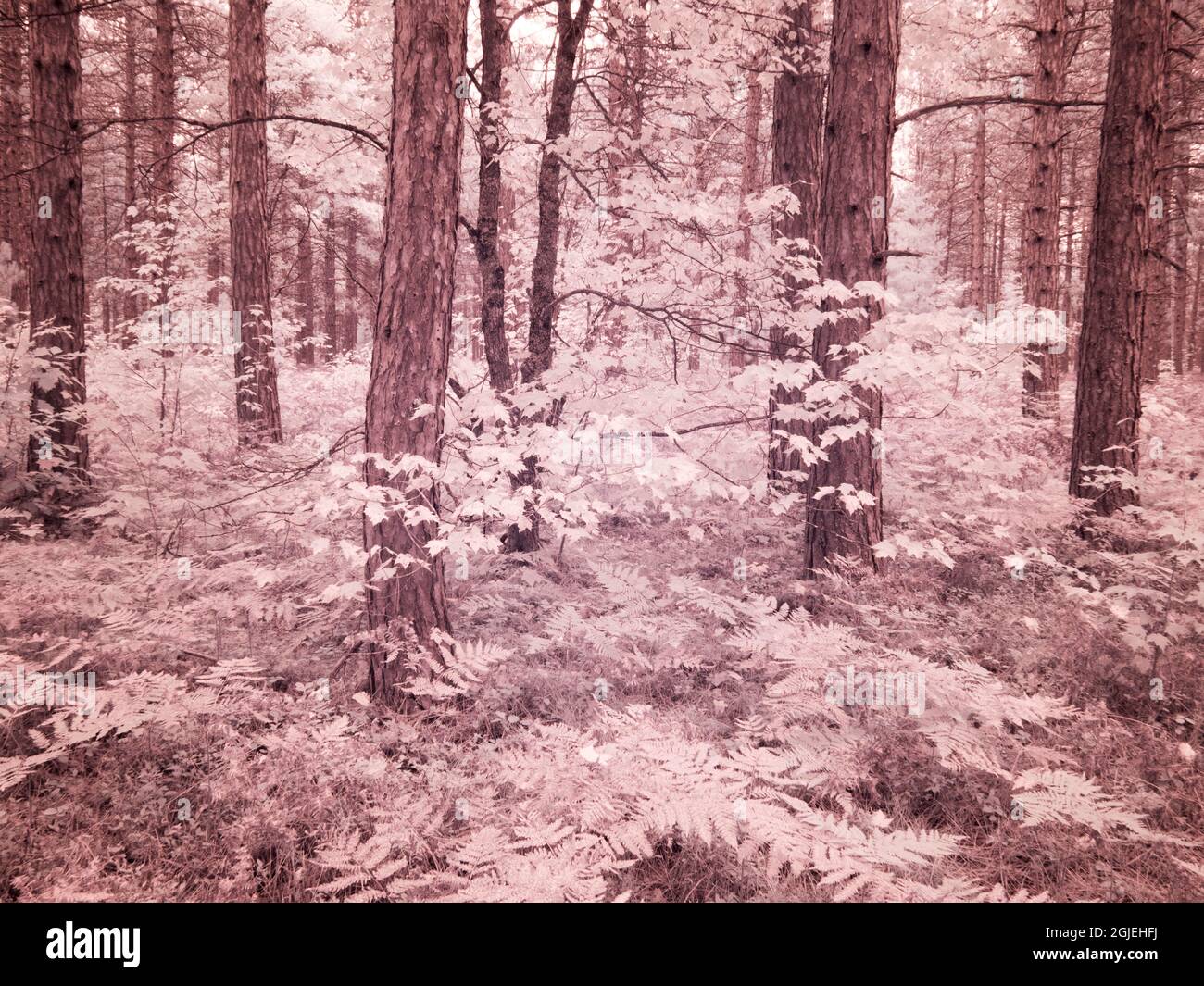 USA, Michigan. The hardwood forest of the Upper Peninsula Stock Photo ...