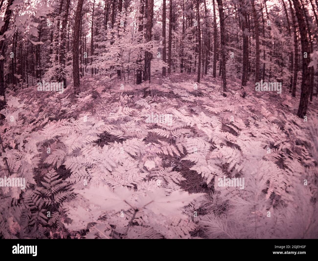 USA, Michigan. The hardwood forest of the Upper Peninsula Stock Photo ...