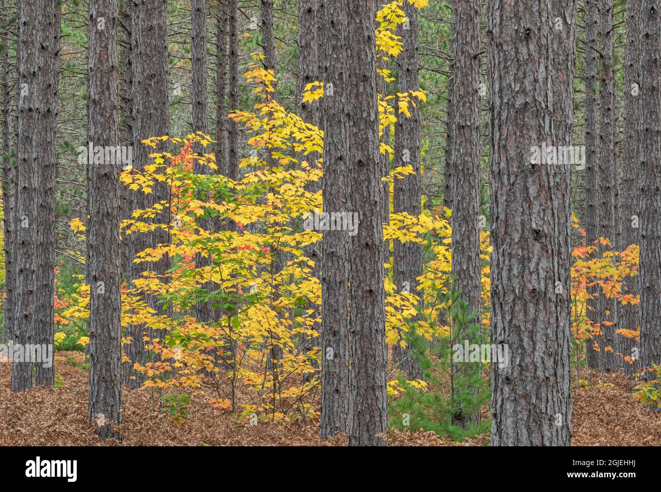 Upper peninsula pine trees in autumn hi-res stock photography and ...