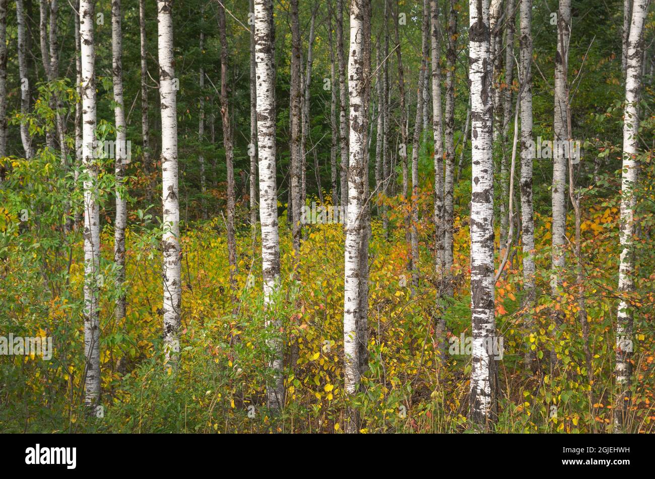 Laurentian Mixed Forest of the North Woods. Superior National Forest ...