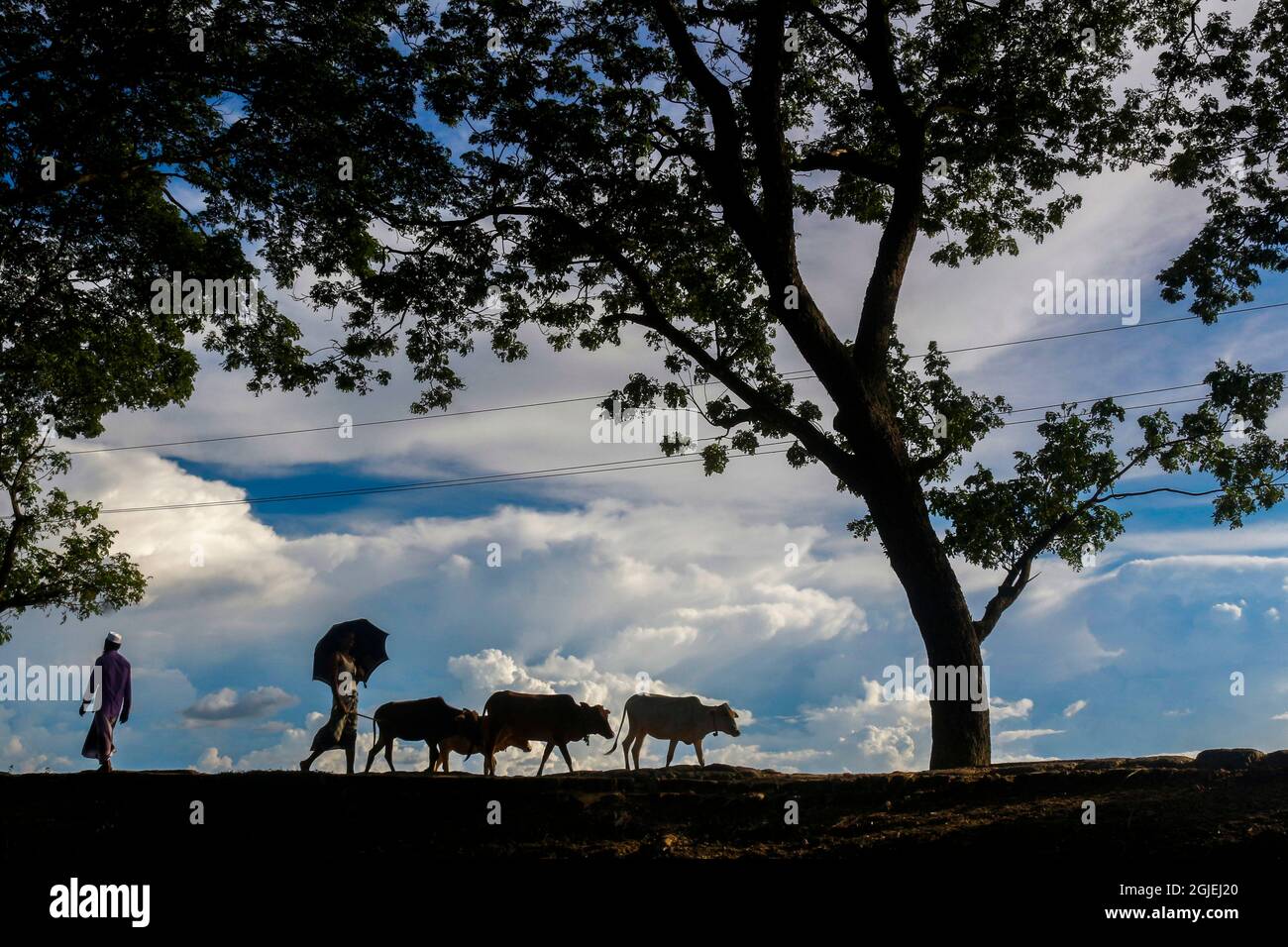 A rural man returning home with his cows at Horipur in Sylhet ...