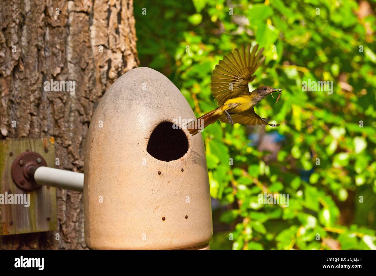 Flying from nest box hi-res stock photography and images - Alamy