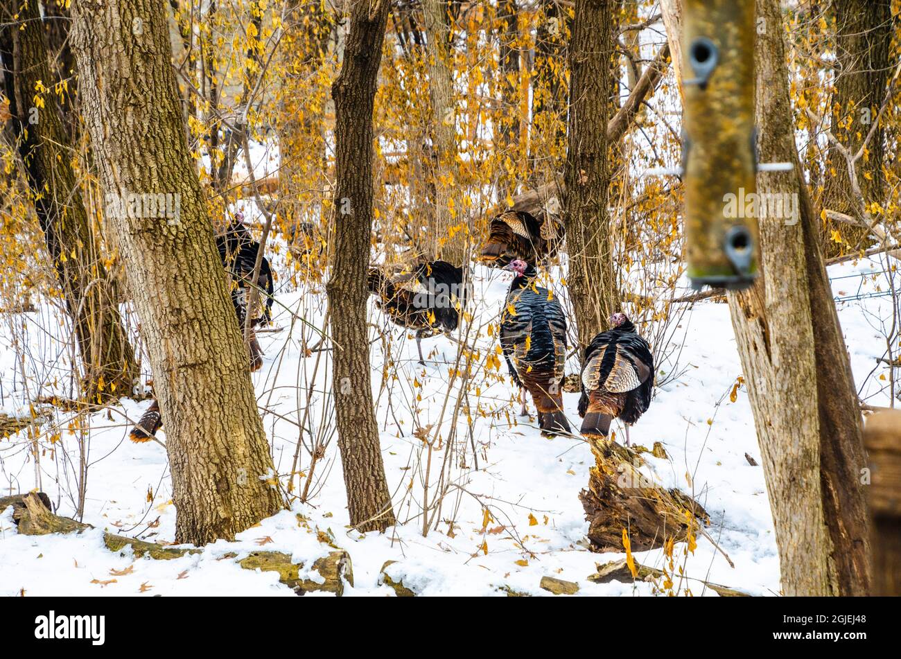 USA, Minnesota, Mendota Heights, Wild Turkeys in Snowy Woods Stock ...