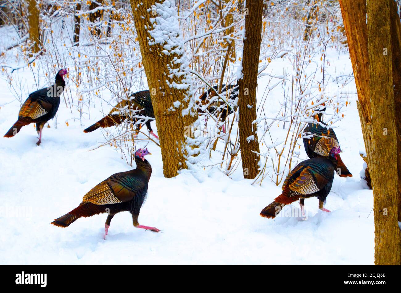 USA, Minnesota, Mendota Heights, Wild Turkeys in Snowy Woods Stock ...