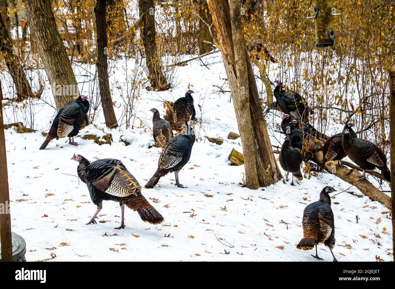 Turkeys in snow hi-res stock photography and images - Alamy