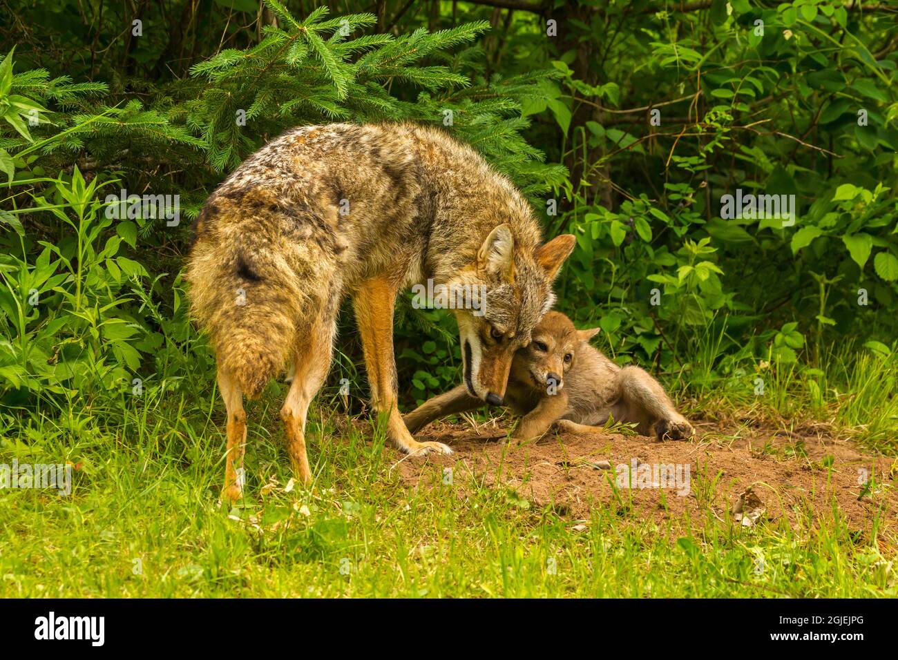 USA, Minnesota, coyote and pup at den, captive Stock Photo - Alamy