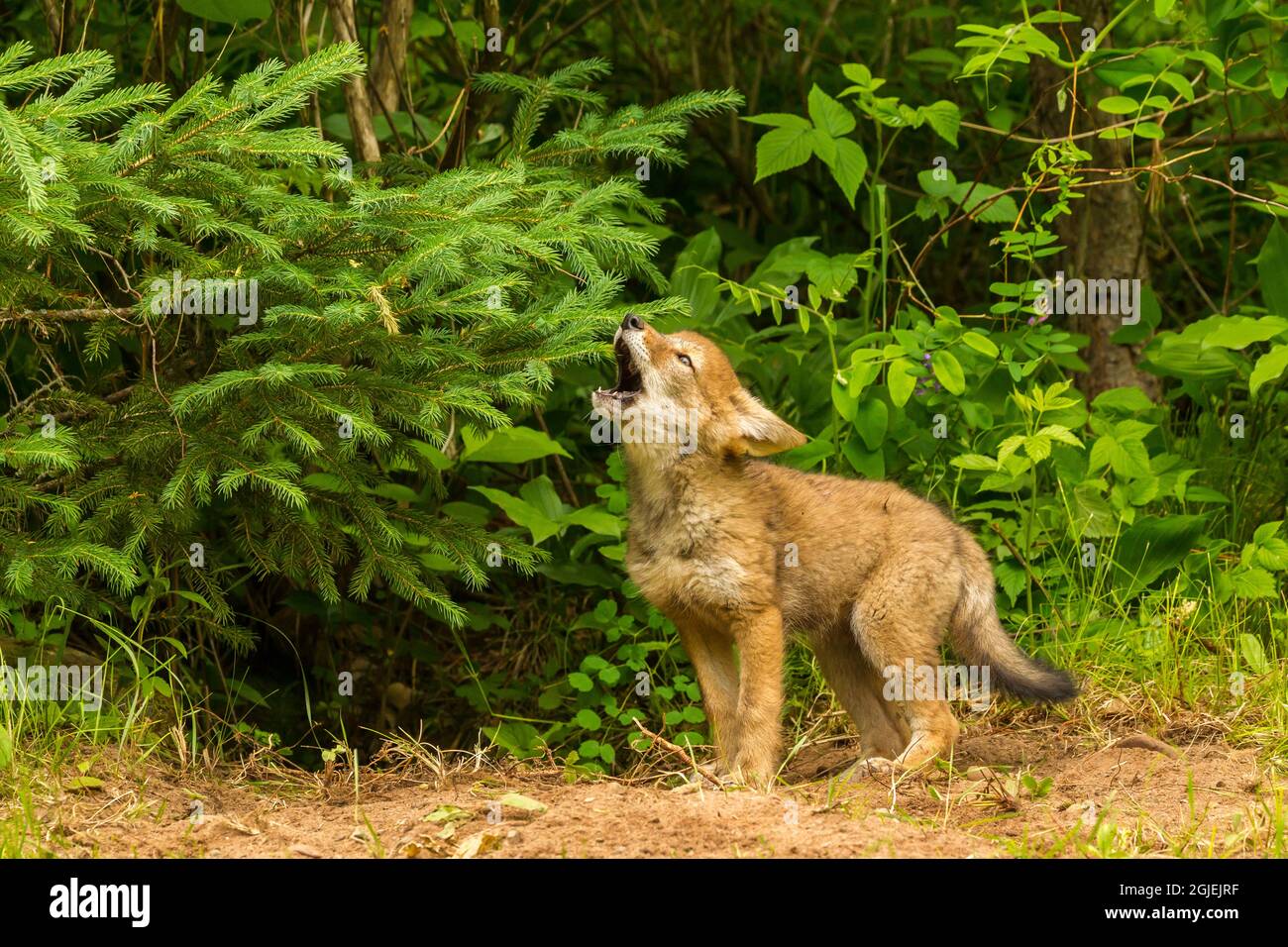 Coyote pup howling hi-res stock photography and images - Alamy