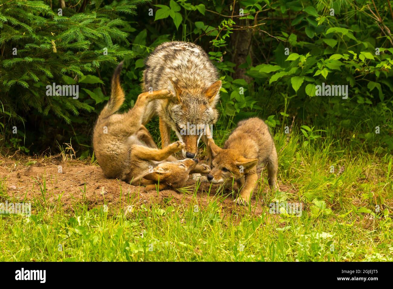 USA, Minnesota, coyote with pups at den, captive Stock Photo - Alamy