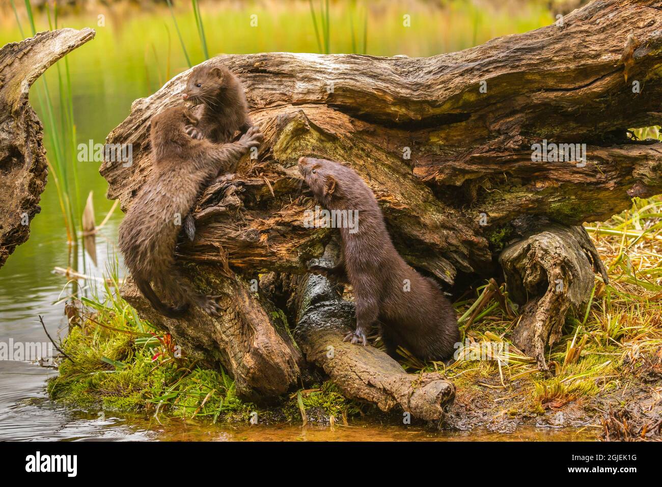 Parents cathy hi-res stock photography and images - Alamy