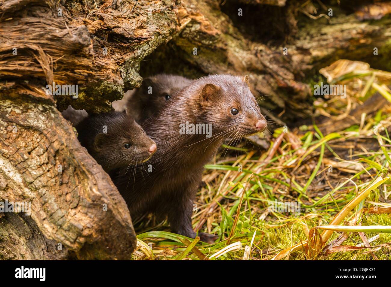 USA, Minnesota, mink family in log, captive Stock Photo - Alamy