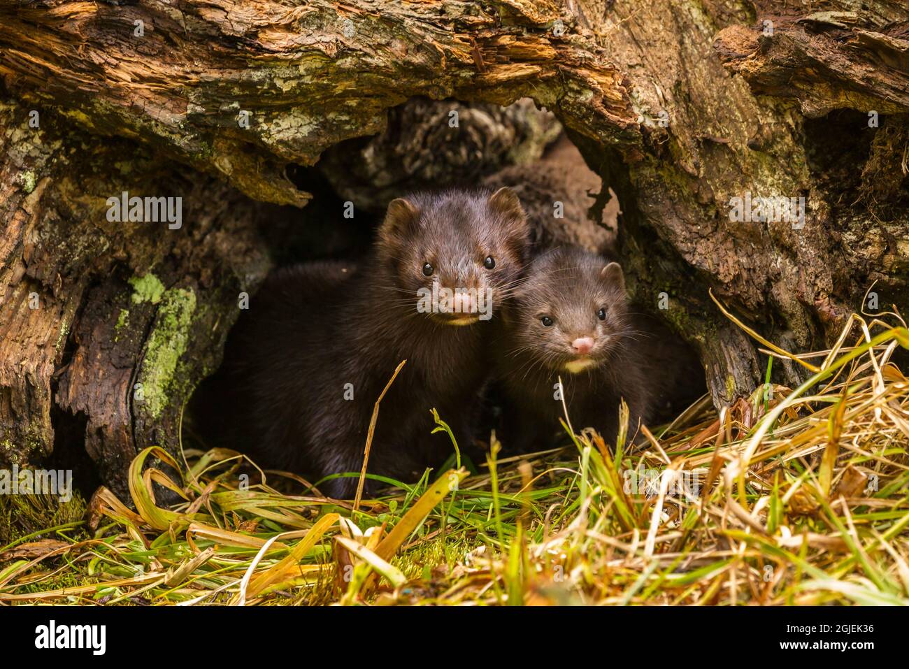 USA, Minnesota, mink in log, captive Stock Photo - Alamy