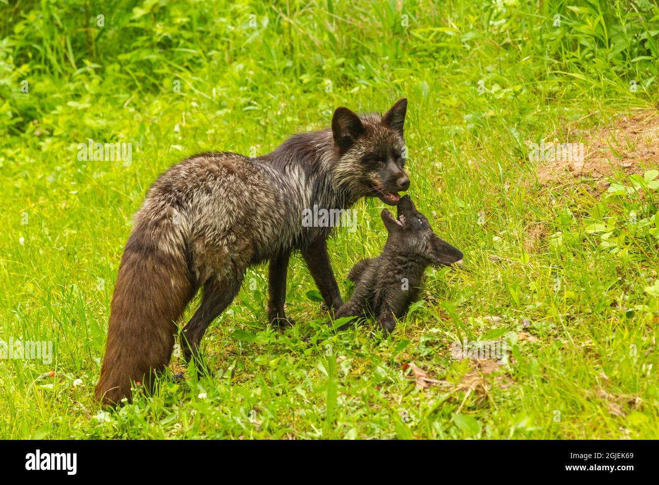 USA, Minnesota, red fox, adult and pup, captive, black morph Stock ...