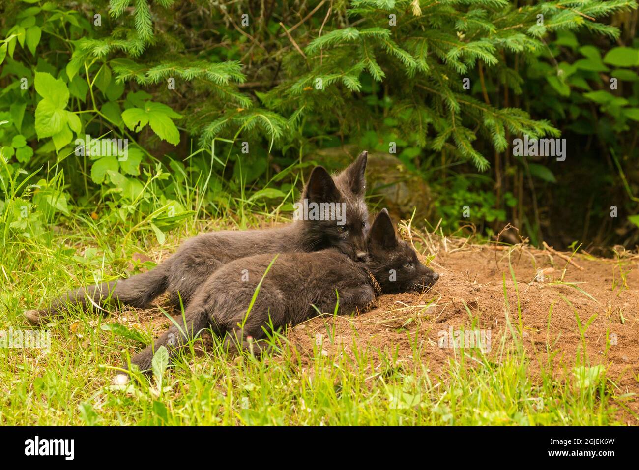Red fox pups playing hi-res stock photography and images - Alamy