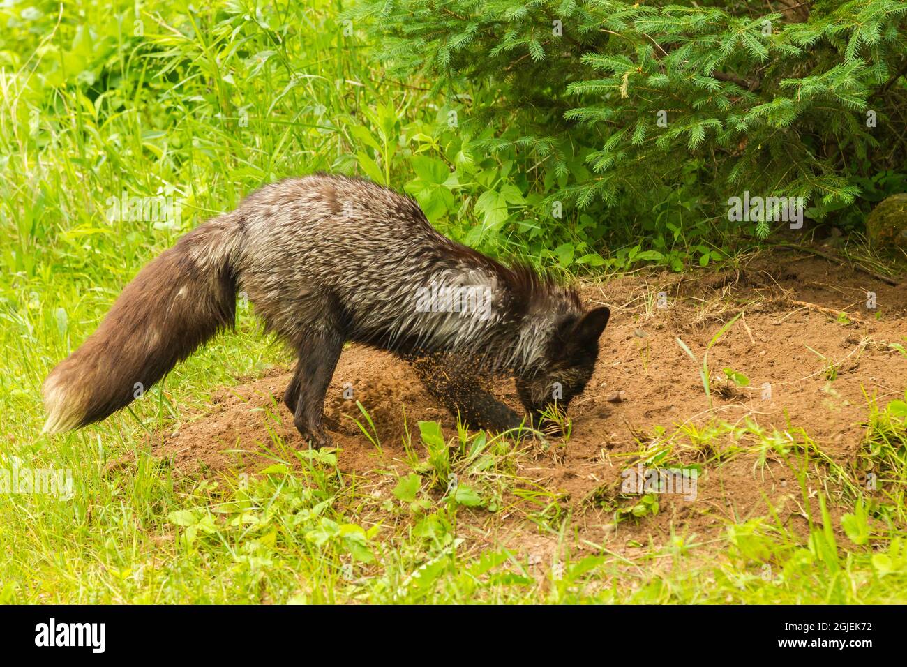 Adult digging hi-res stock photography and images - Alamy