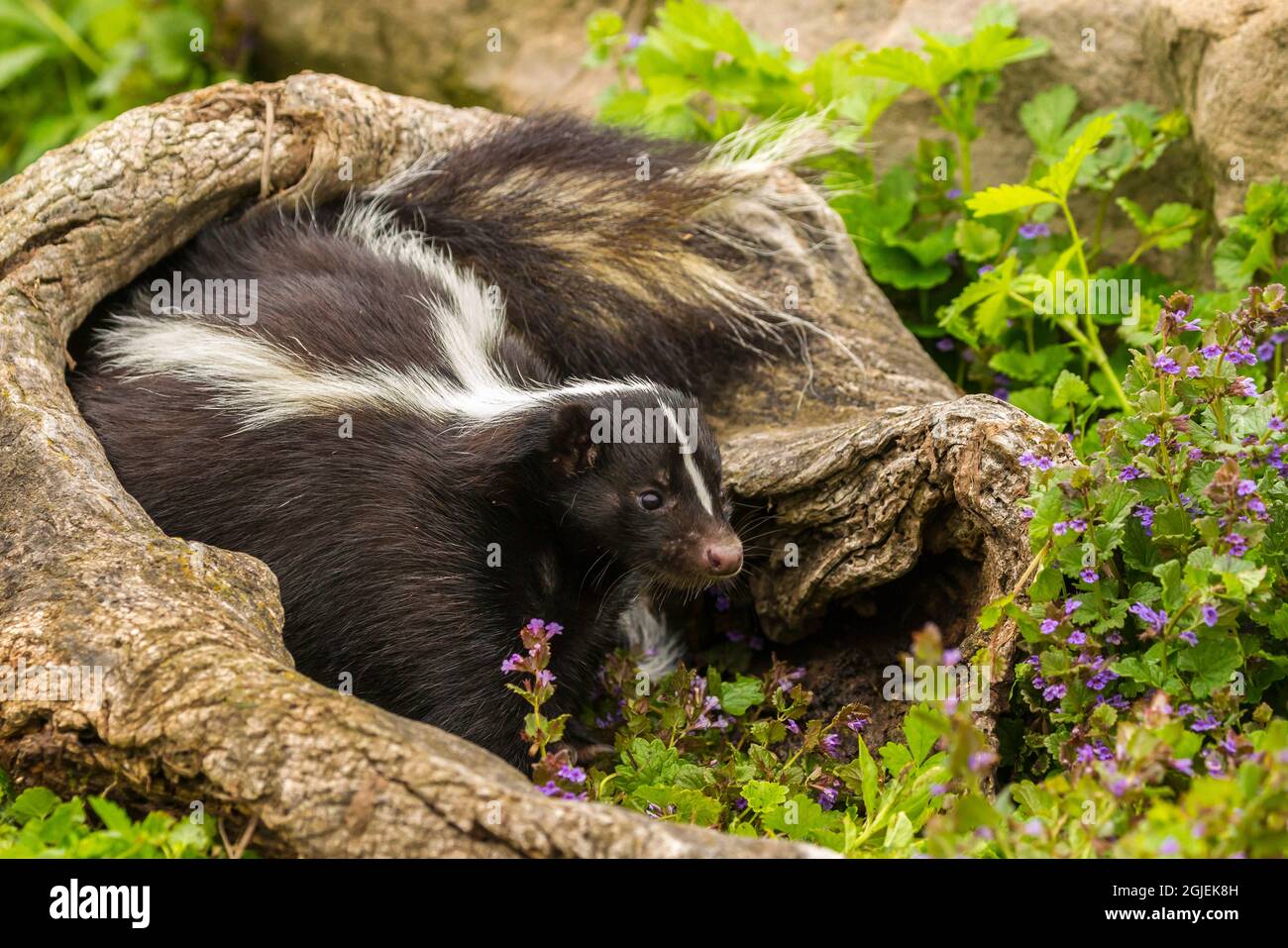 Striped skunk in log hi-res stock photography and images - Alamy