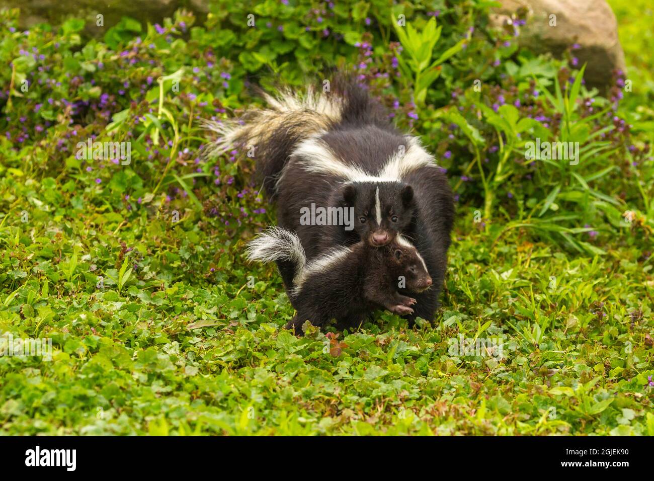Skunk kit hi-res stock photography and images - Alamy