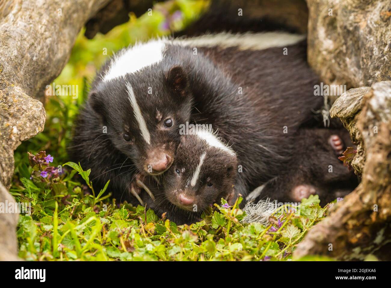 USA, Minnesota, striped skunk, mother and kit in log, captive Stock ...