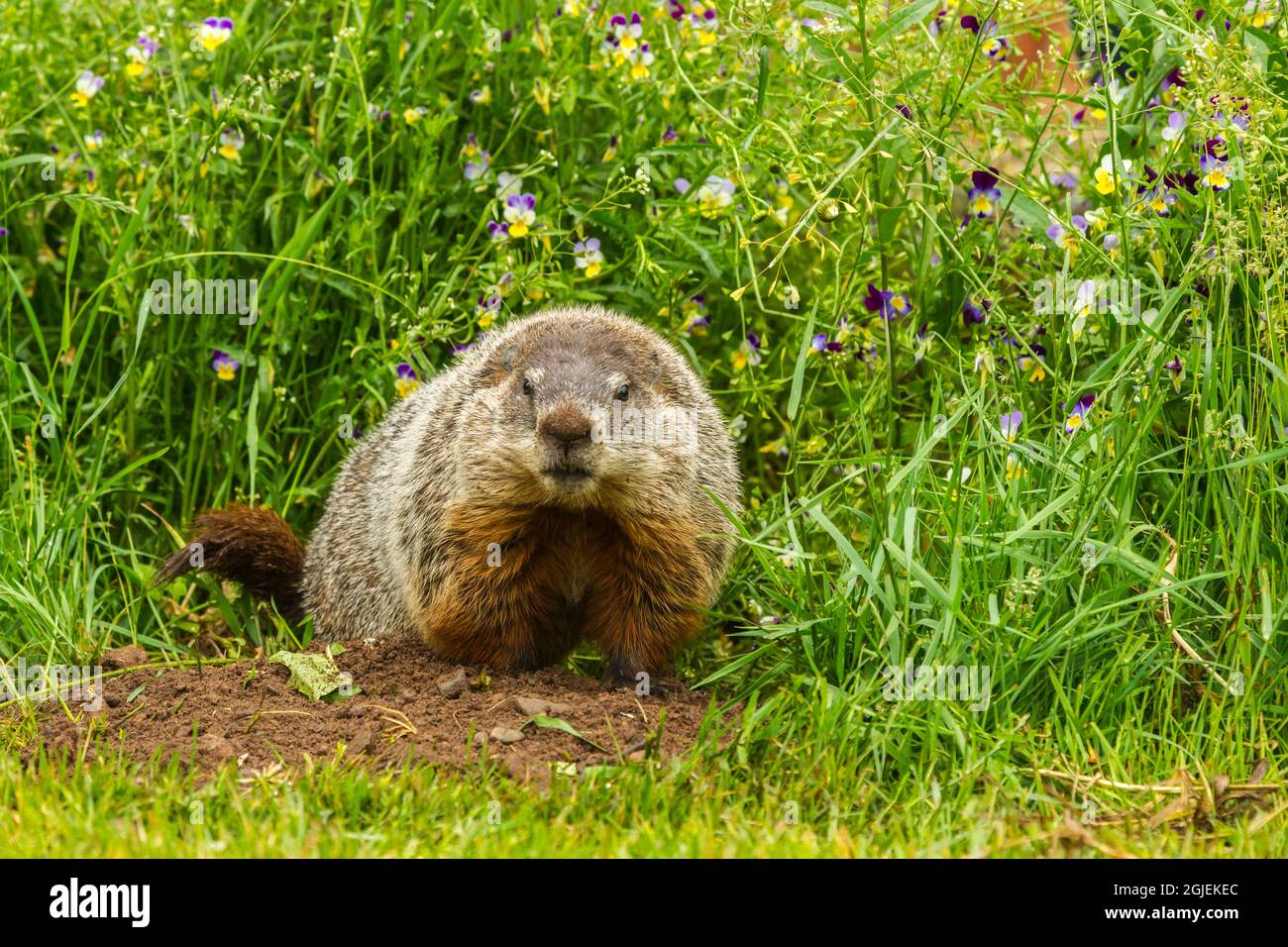 Adult woodchuck hi-res stock photography and images - Alamy