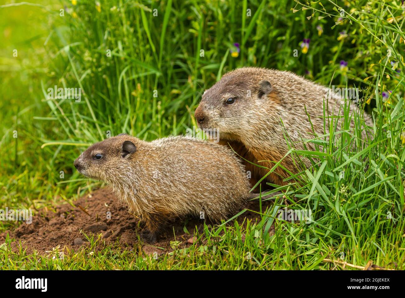 USA, Minnesota, woodchuck, adult and kit, captive Stock Photo - Alamy