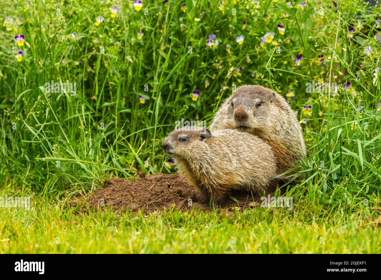 USA, Minnesota, woodchuck, adult and kit, captive Stock Photo - Alamy
