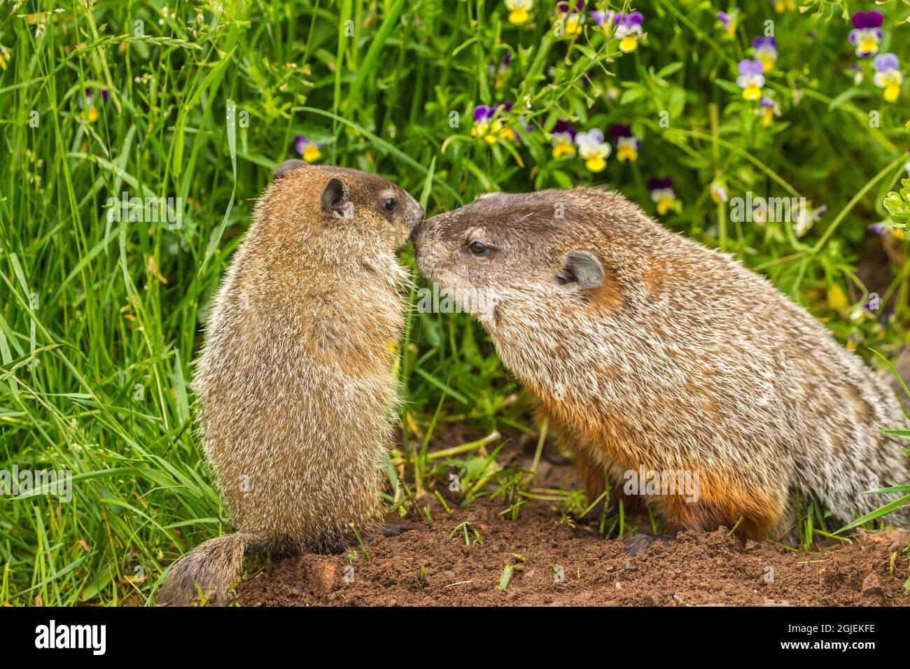 USA, Minnesota, woodchuck, adult and kit greeting, captive Stock Photo ...