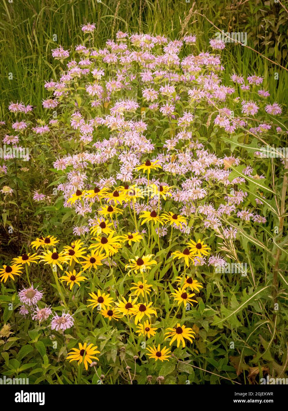 Blooming prairie, bee balm and black-eyed susan, Guncheon prairie ...