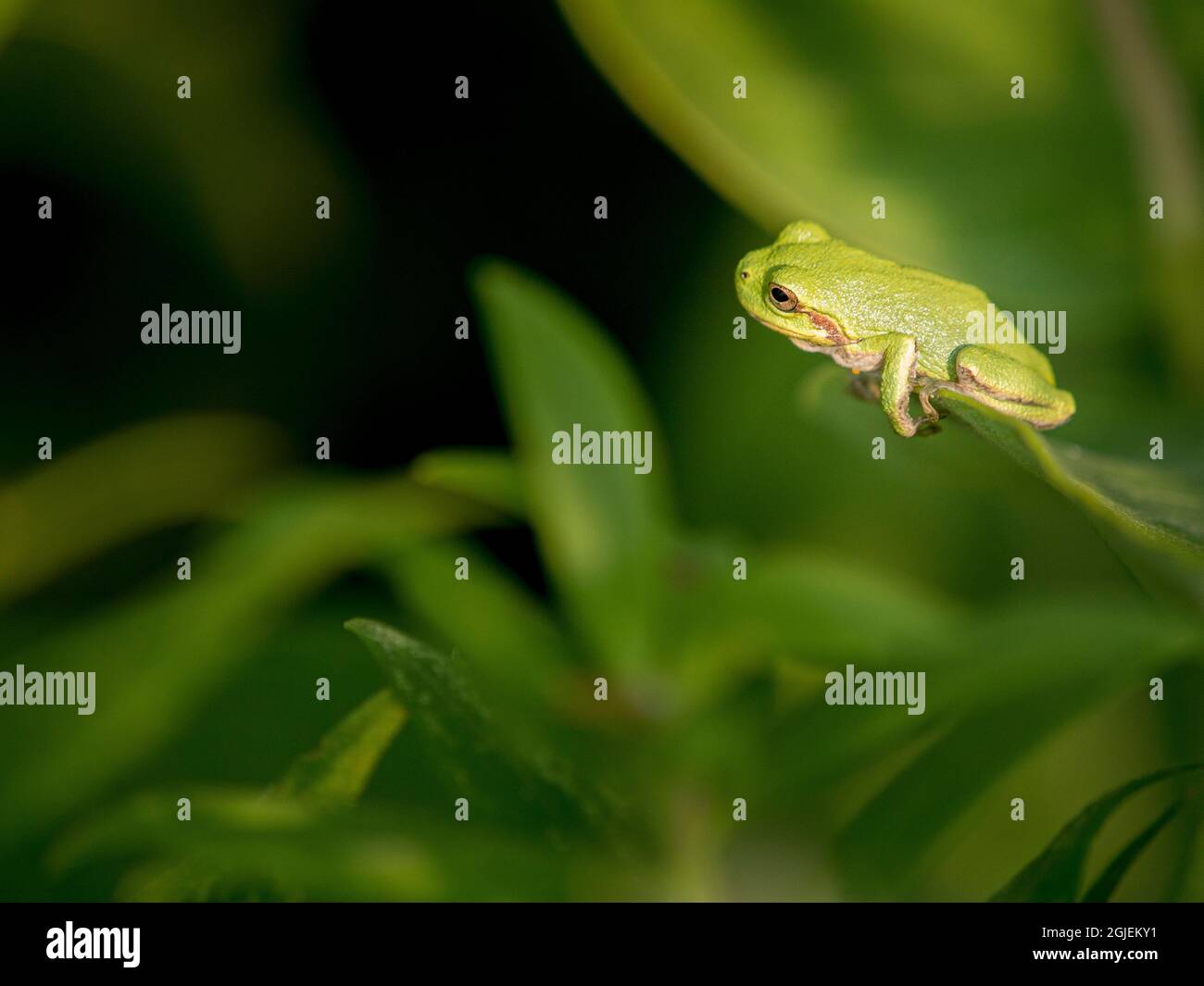 Green tree frog, Lebanon Hills Park, Central Minnesota Stock Photo - Alamy