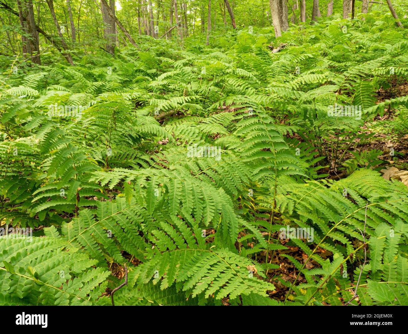 Ferns in woods, Lebanon Hills Park, Central Minnesota Stock Photo - Alamy