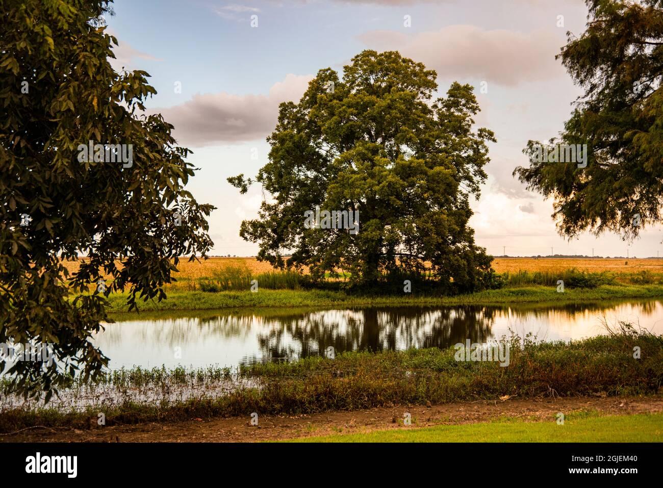 USA, Mississippi. Mississippi River Basin, Indian Bayou running through ...
