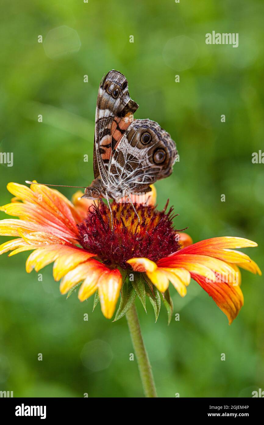 Virginia lady hi-res stock photography and images - Alamy