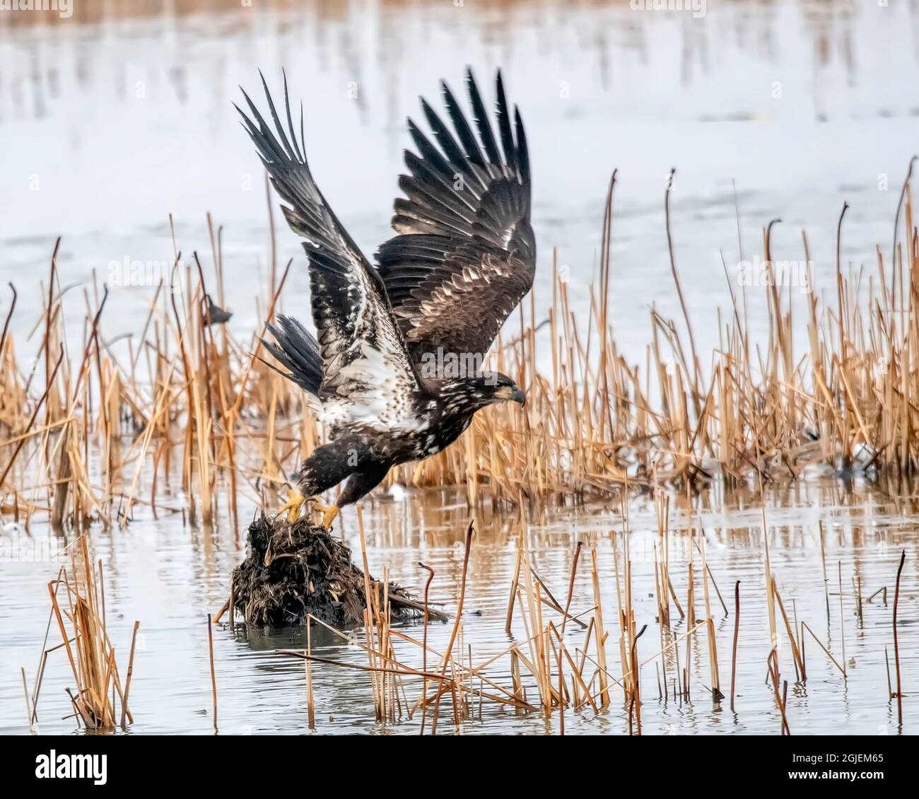 Juvenile Bald Eagle leaving its land perch Stock Photo - Alamy