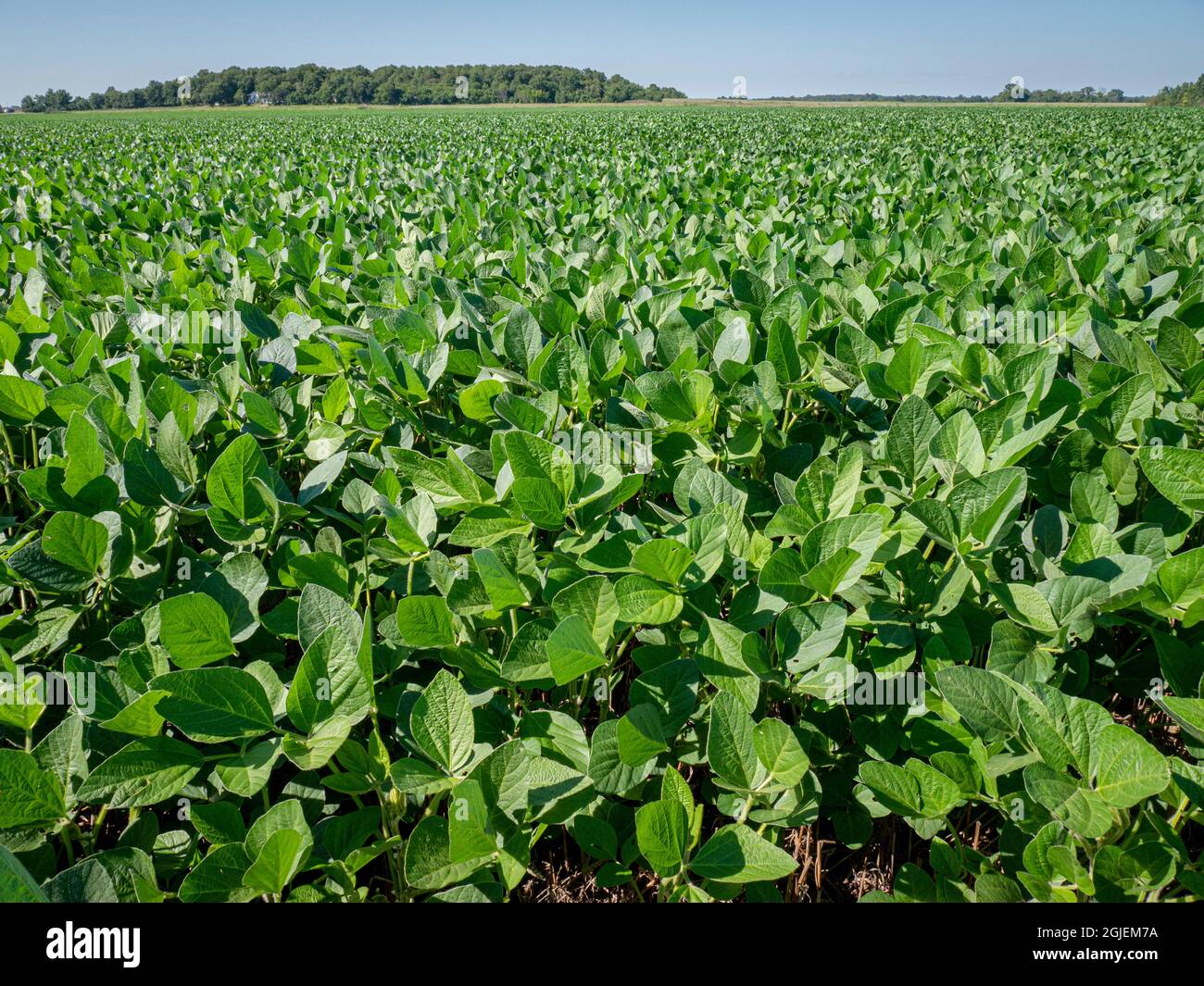 Soybean field in SW Missouri Stock Photo - Alamy