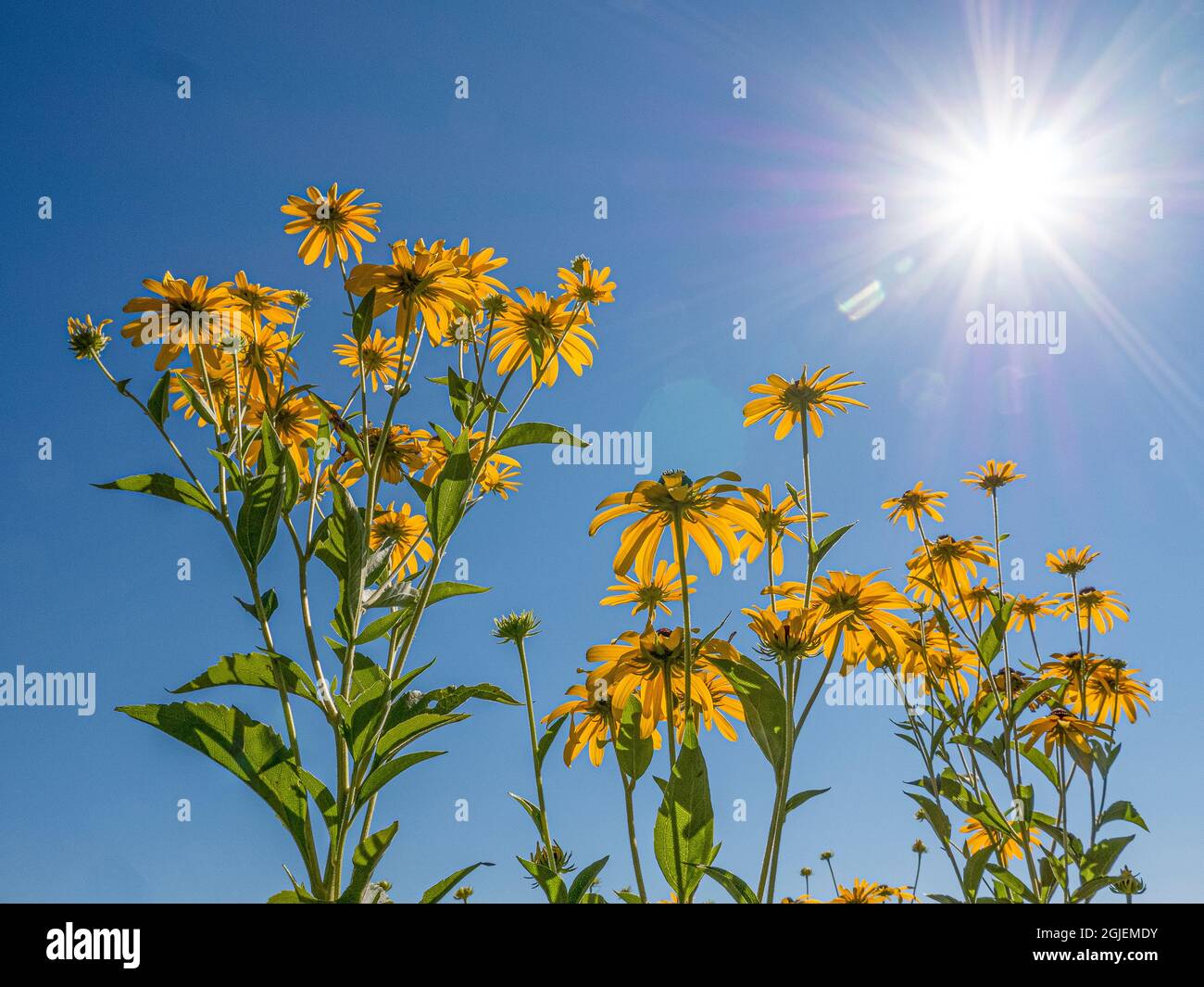 Diamond Grove Prairie Conservation Area, Diamond, Missouri Stock Photo ...