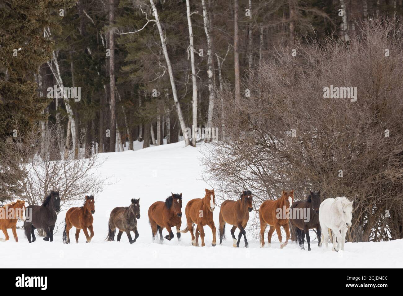 Rodeo horses running during winter roundup, Kalispell, Montana Stock ...