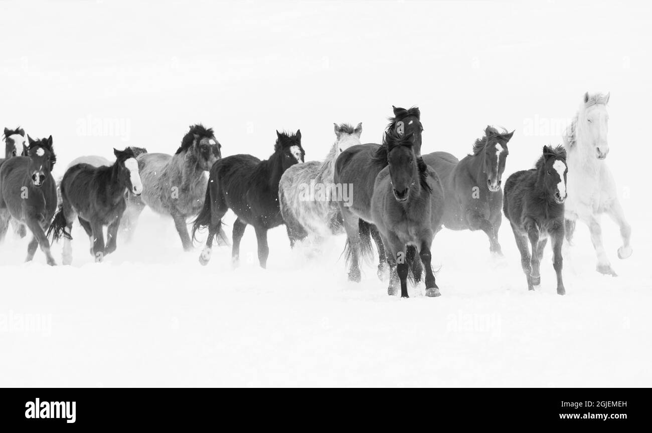 Rodeo horses running during winter roundup, Kalispell, Montana Stock ...
