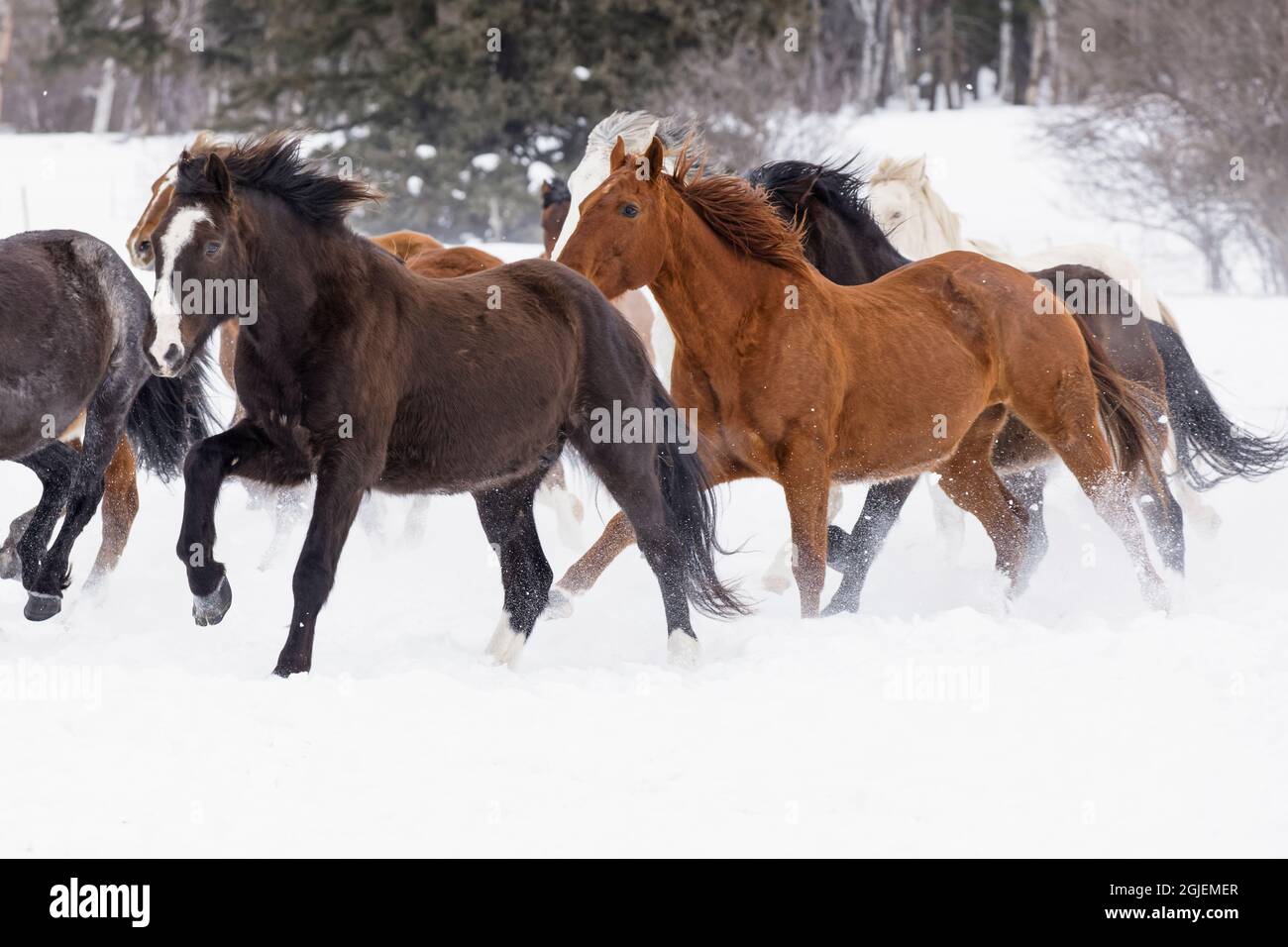 Rodeo horses running during winter roundup, Kalispell, Montana Stock ...