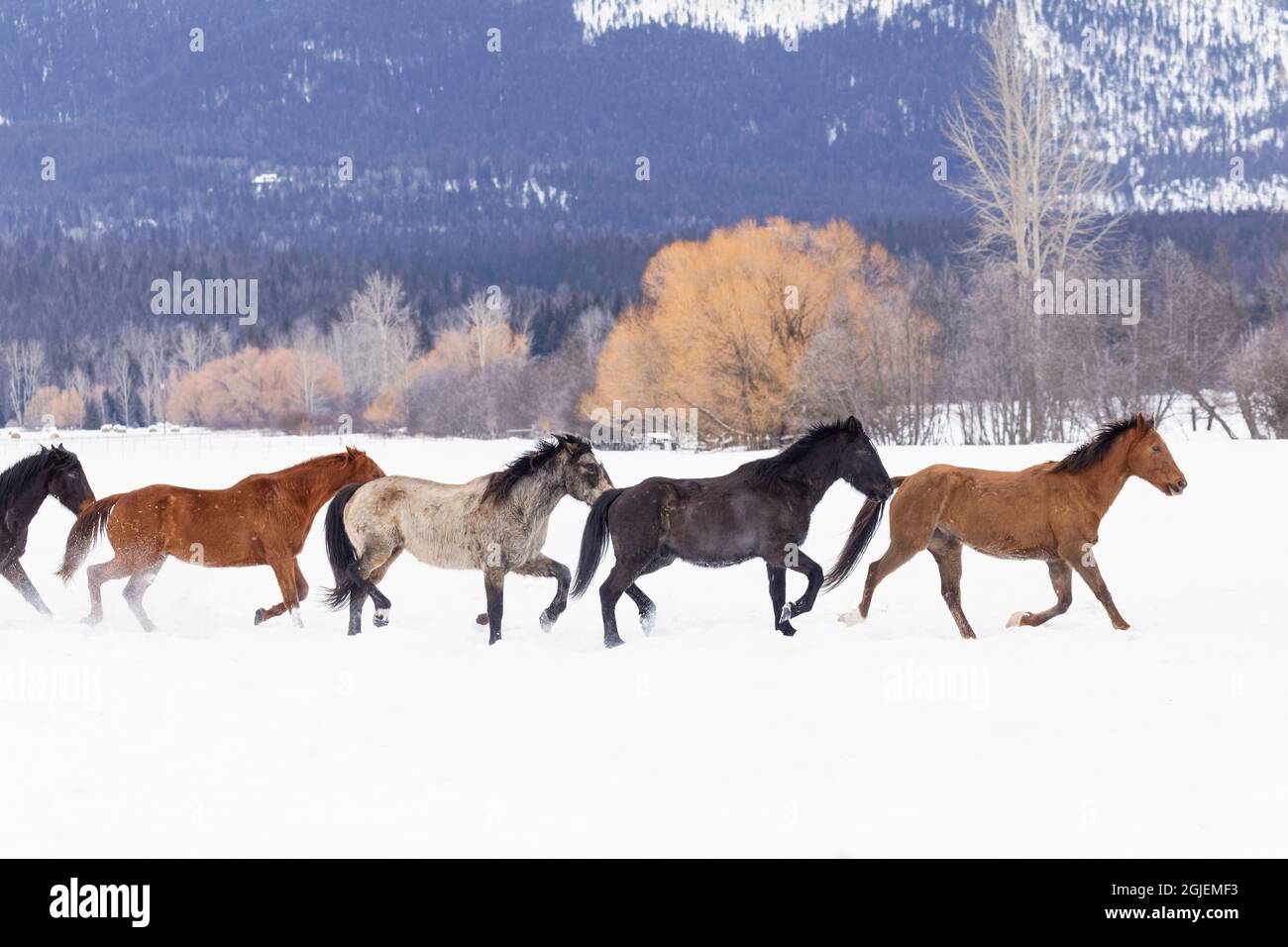 Rodeo horses running during winter roundup, Kalispell, Montana Stock ...