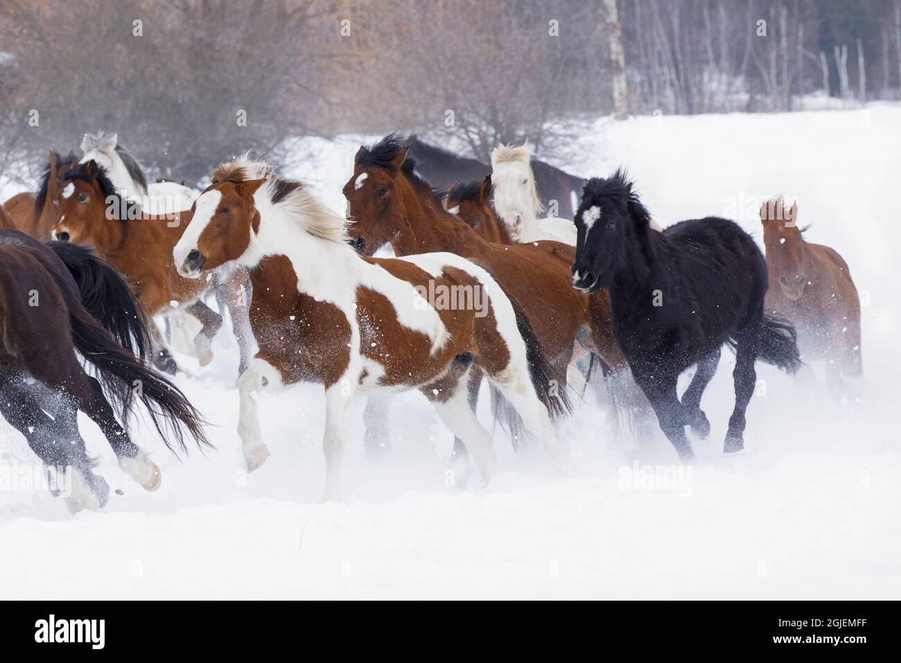 Rodeo horses running during winter roundup, Kalispell, Montana Stock ...