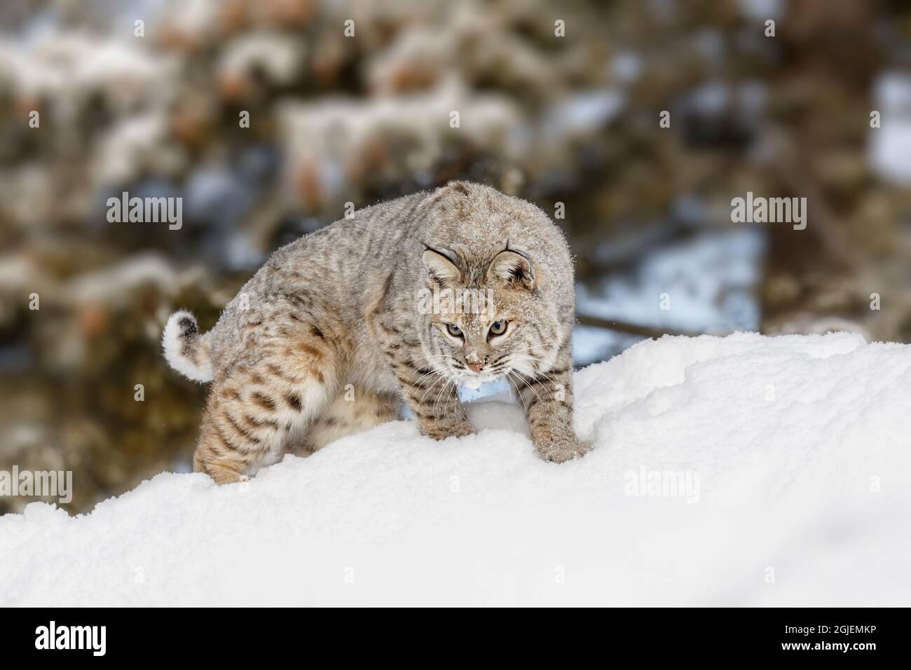 Bobcat In Snow High Resolution Stock Photography and Images - Alamy