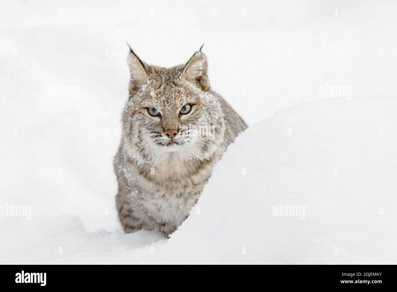 Bobcat in snow hi-res stock photography and images - Alamy