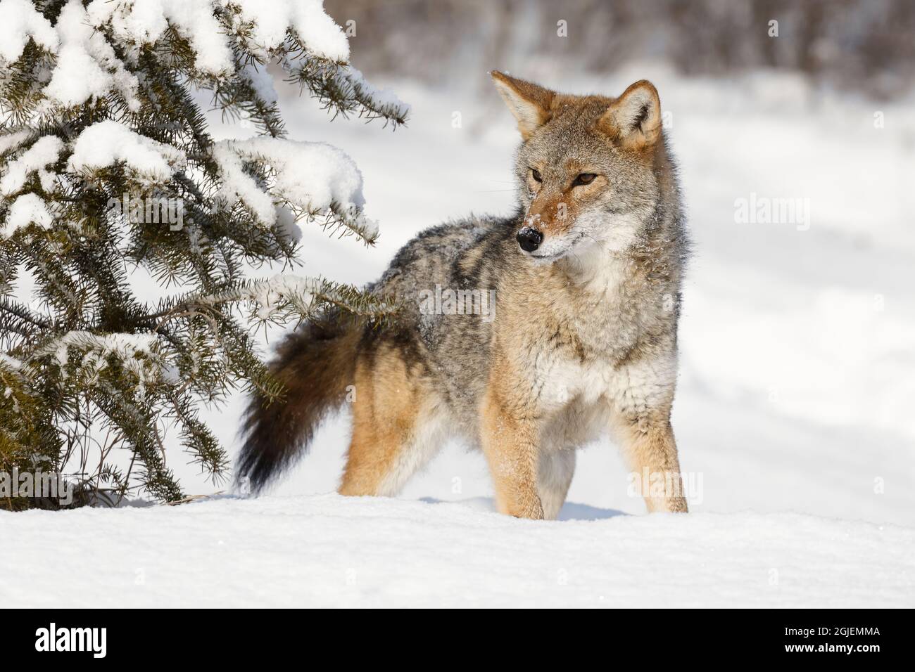 Coyote in deep winter snow, Montana Stock Photo - Alamy