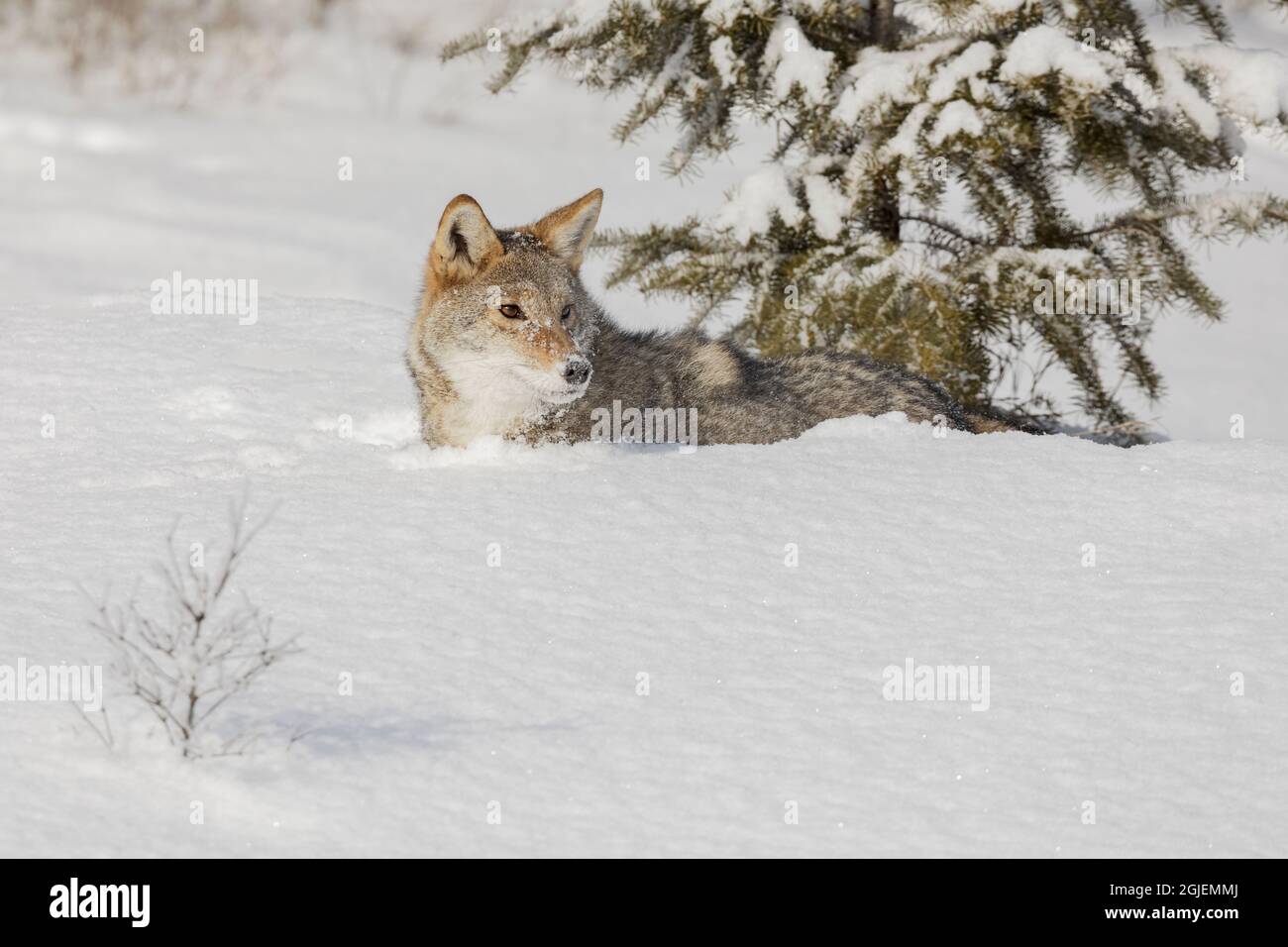 Coyote in deep winter snow, Montana Stock Photo - Alamy