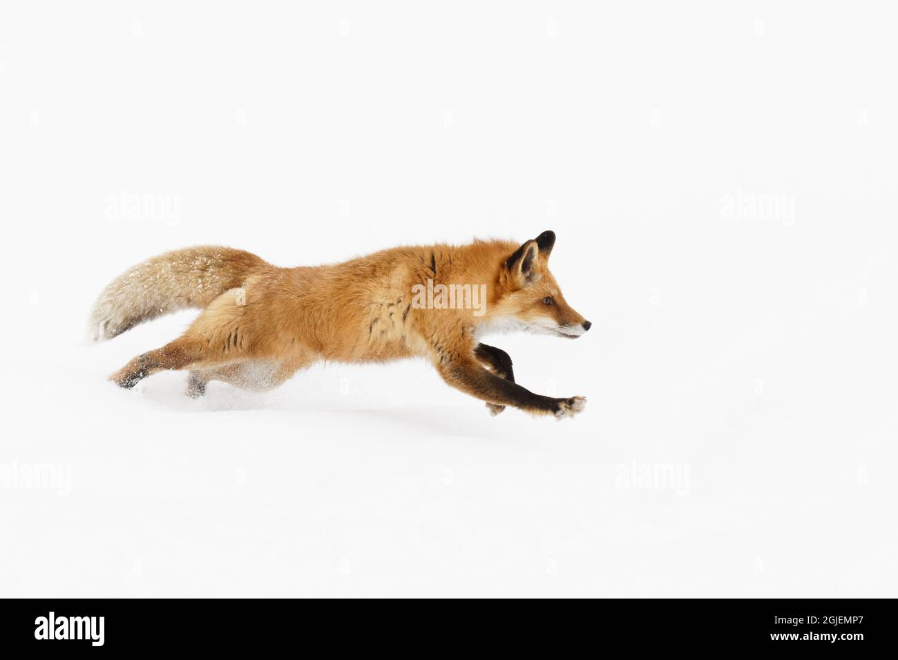Red fox running hi-res stock photography and images - Alamy
