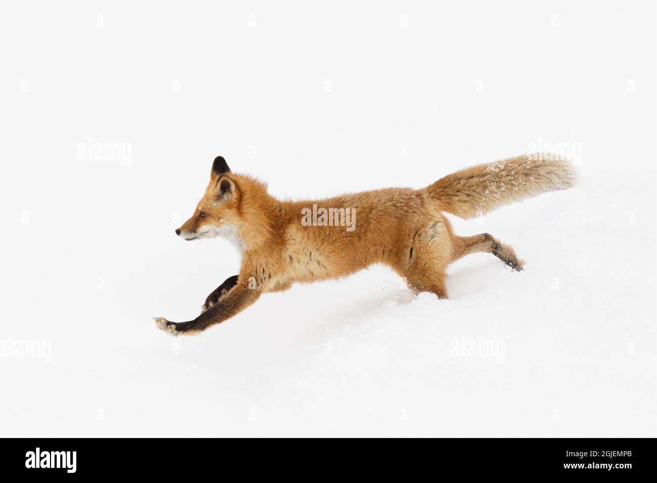 Red fox running in deep winter snow, Montana Stock Photo - Alamy