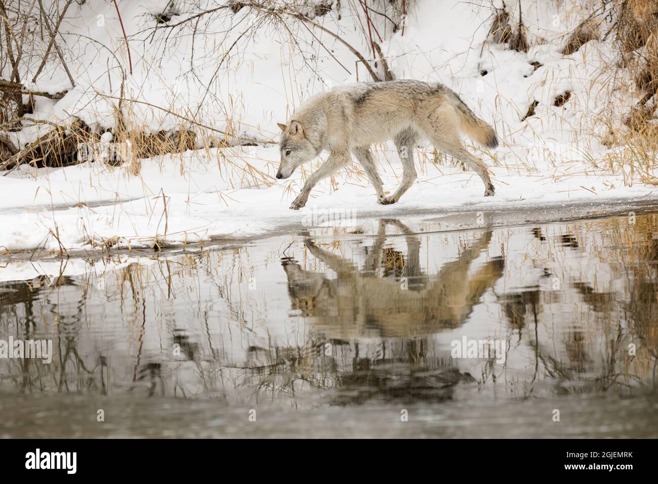 Tundra wolf montana hi-res stock photography and images - Alamy