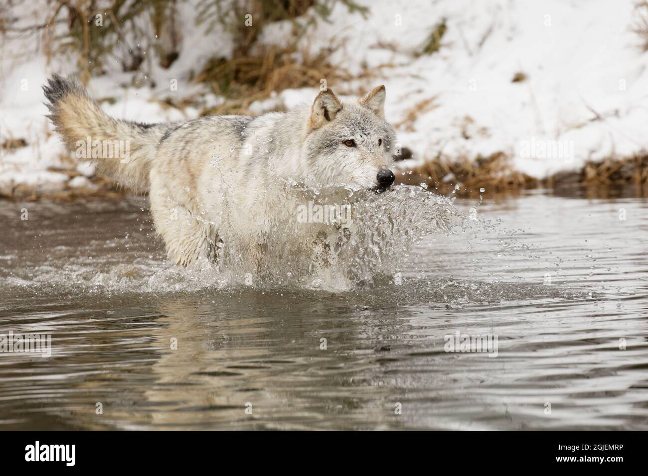Tundra wolf in winter, Montana Stock Photo - Alamy