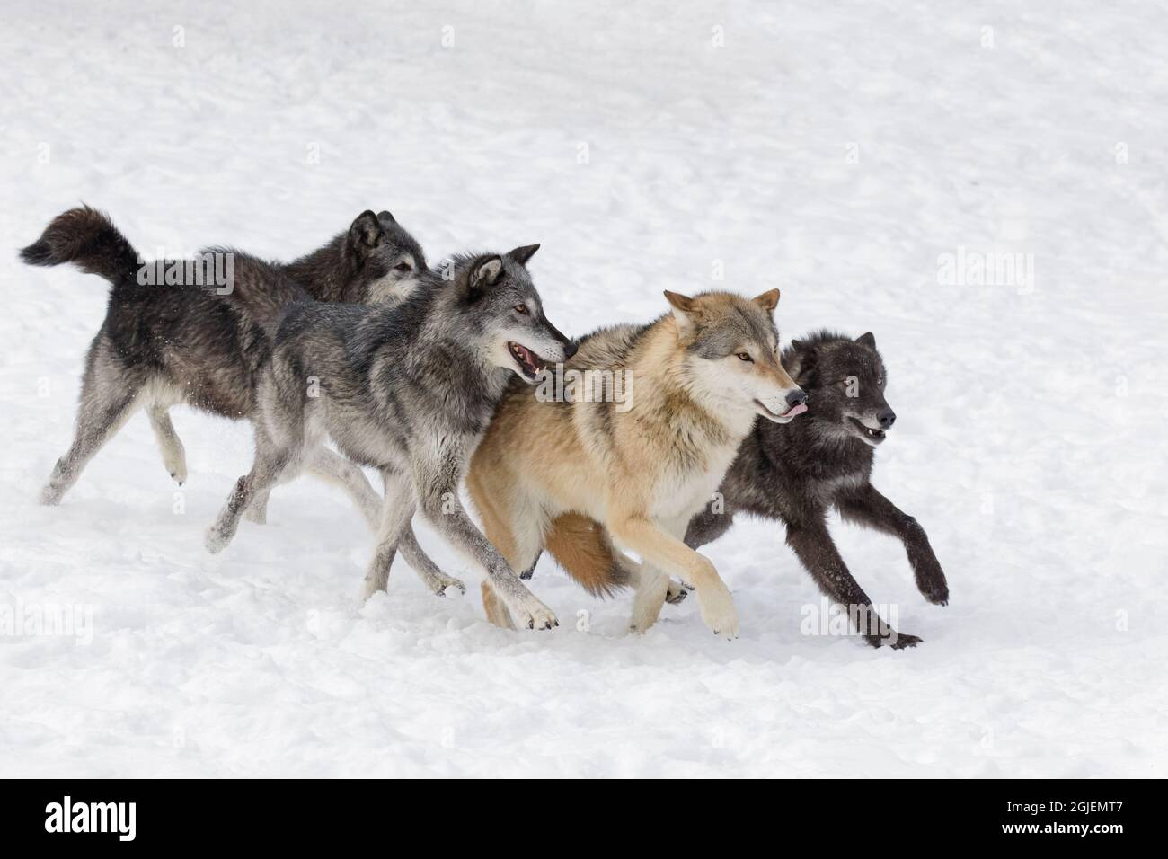 Alpha male with wolf pack hi-res stock photography and images - Alamy